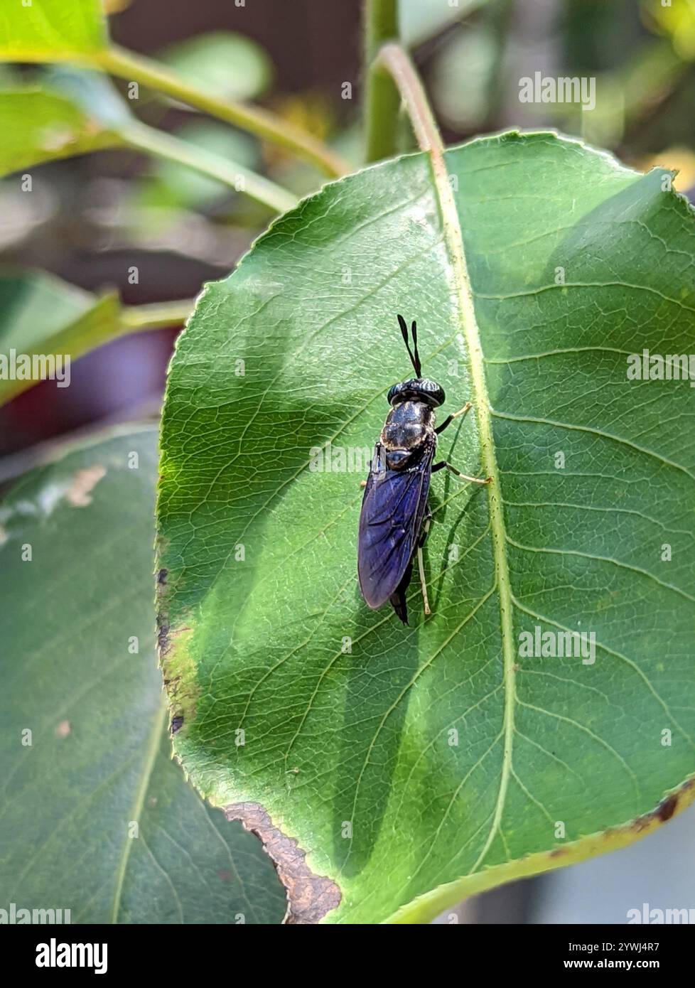 Black Soldier Fly (Hermetia illucens Stock Photo - Alamy