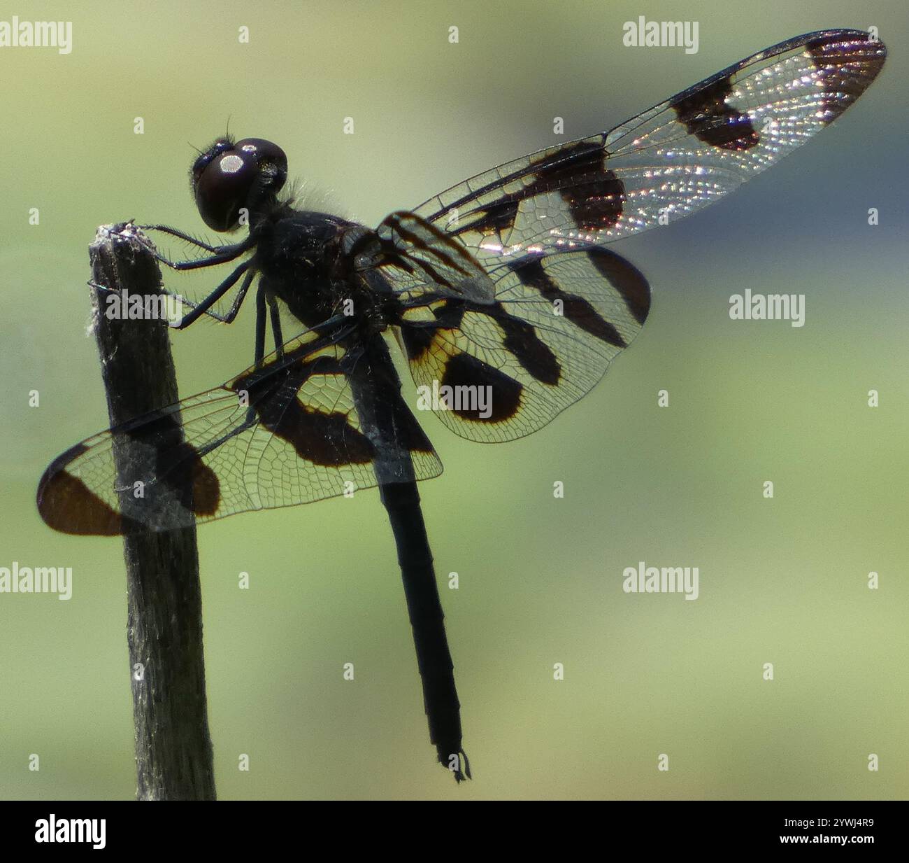 Banded Pennant (Celithemis fasciata Stock Photo - Alamy