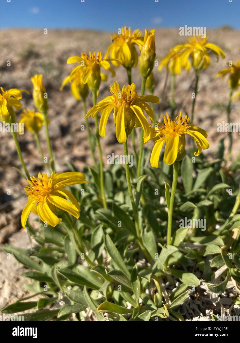 Thrift Mock Goldenweed (Stenotus armerioides Stock Photo - Alamy