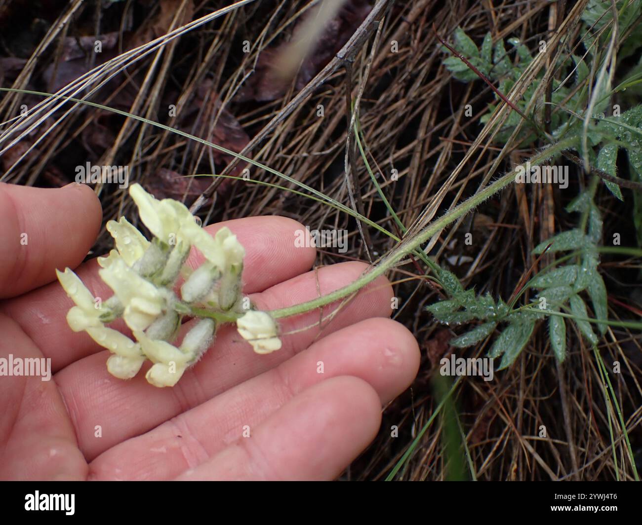 field locoweed (Oxytropis campestris Stock Photo - Alamy