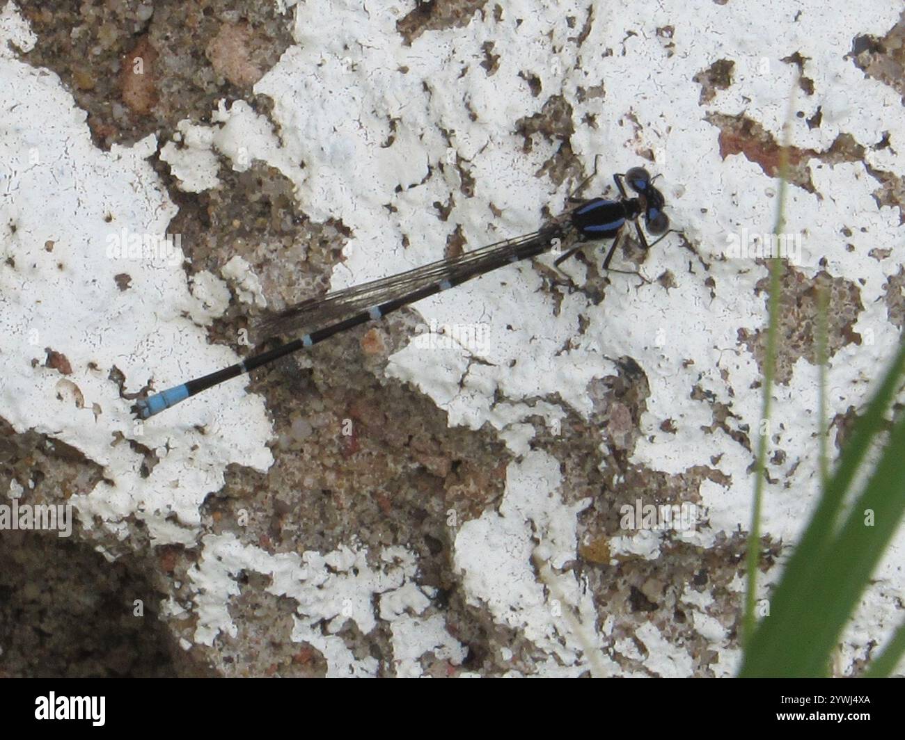 Blue-ringed Dancer (Argia sedula Stock Photo - Alamy