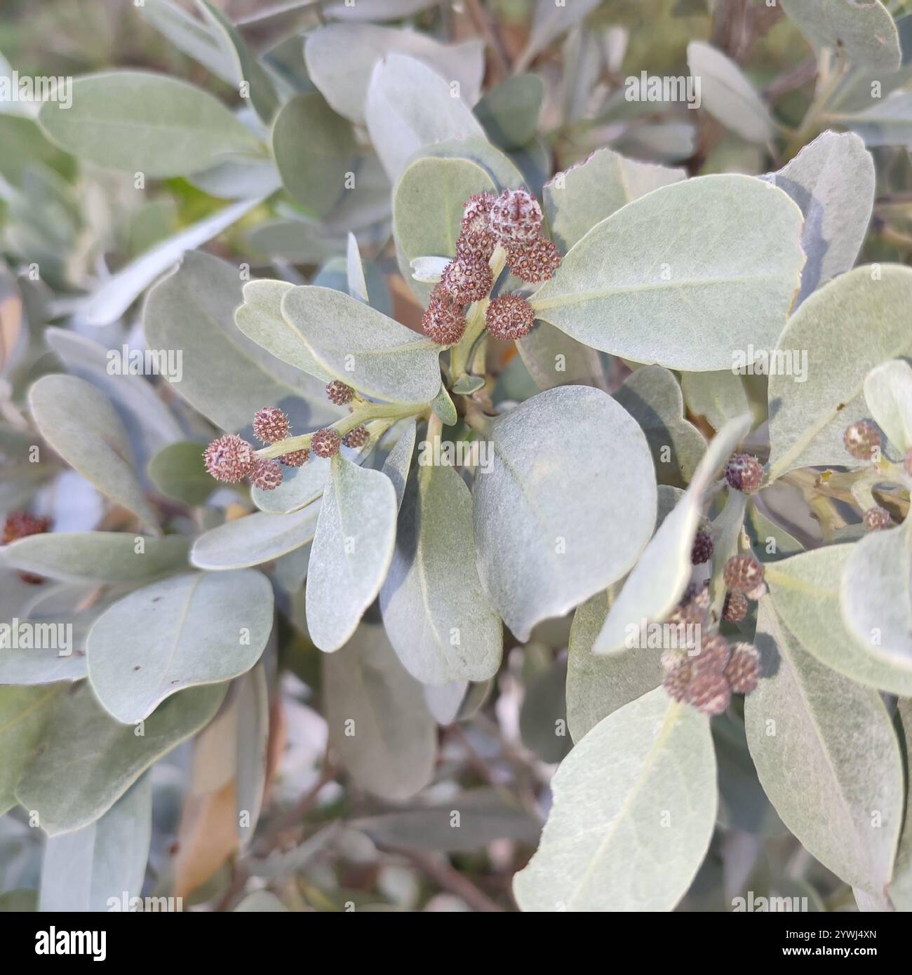 Silver Buttonwood (Conocarpus erectus sericeus Stock Photo - Alamy