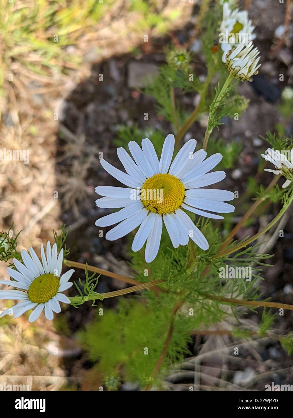 scentless mayweed (Tripleurospermum inodorum Stock Photo - Alamy