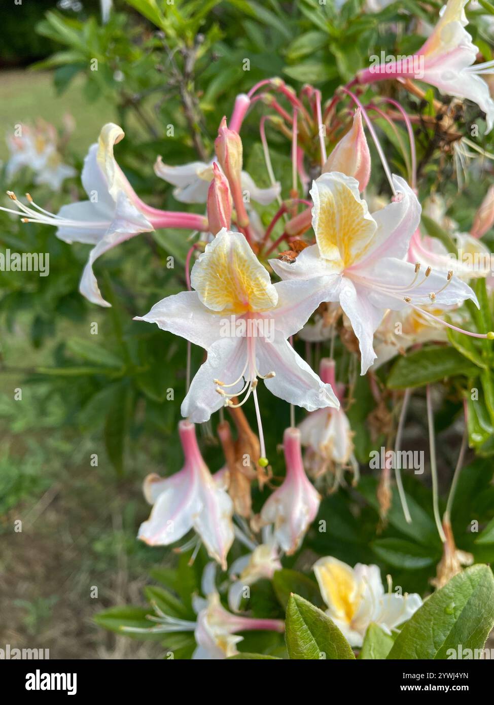 western azalea (Rhododendron occidentale Stock Photo - Alamy