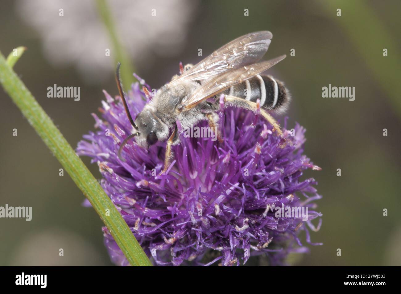 Giant Furrow Bee (Halictus quadricinctus Stock Photo - Alamy