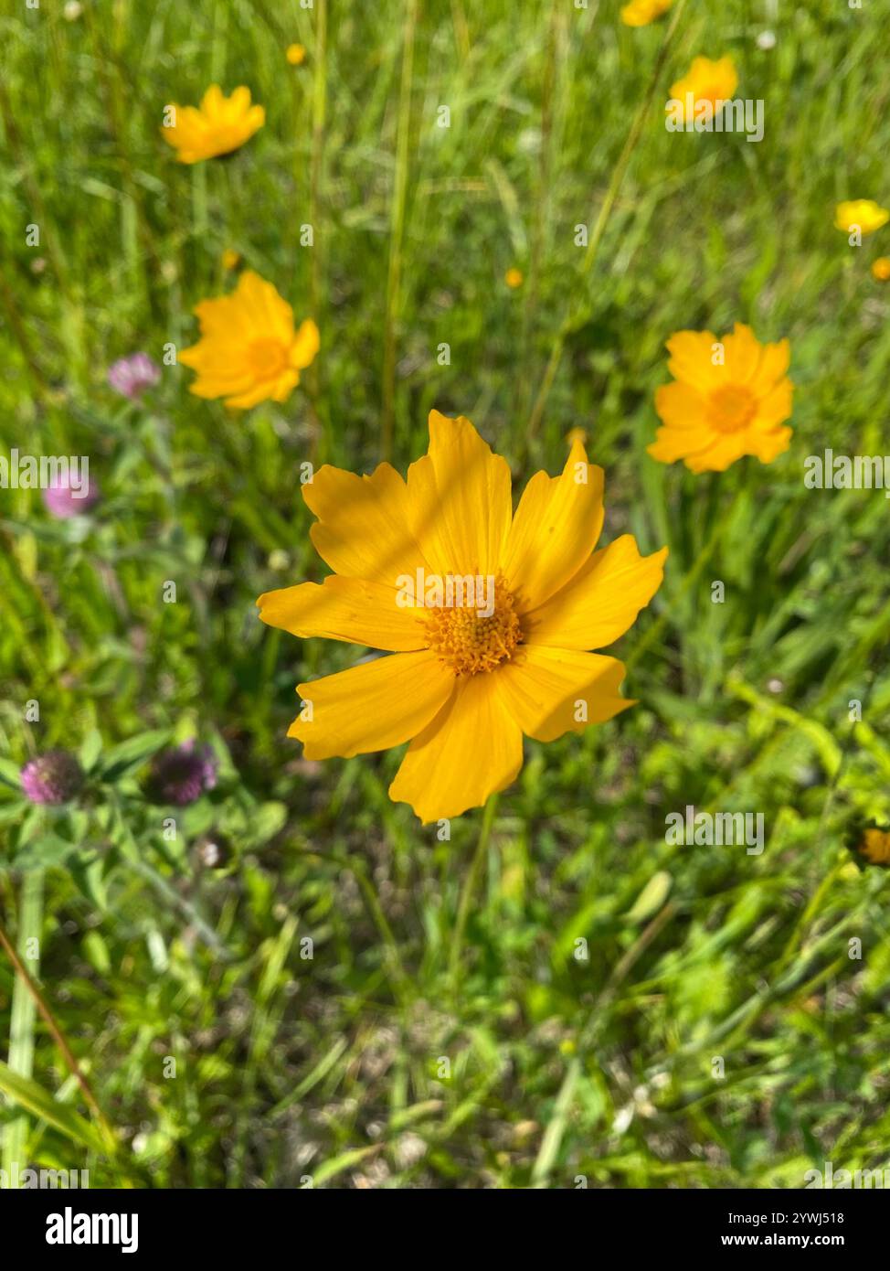 Lance-leaved Coreopsis (Coreopsis lanceolata Stock Photo - Alamy