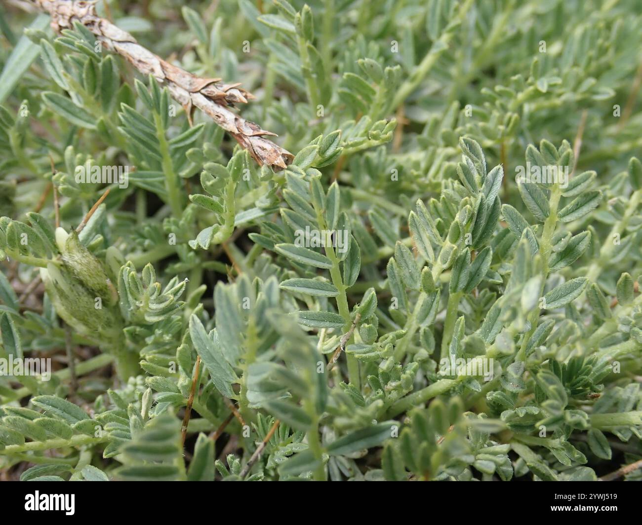 Narrow-Leaved Milk-Vetch (Astragalus angustifolius Stock Photo - Alamy