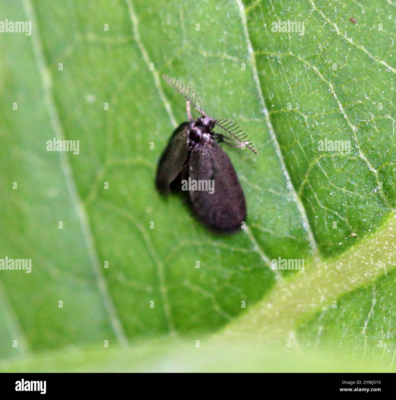 Winged and Once-winged Insects (Pterygota Stock Photo - Alamy