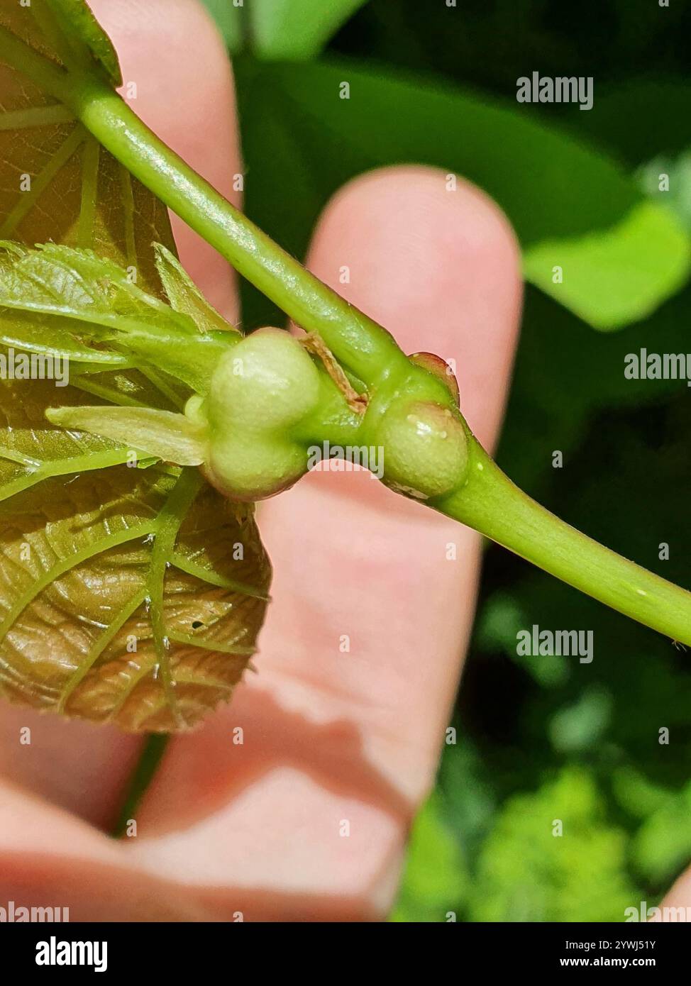 Contarinia hi-res stock photography and images - Alamy