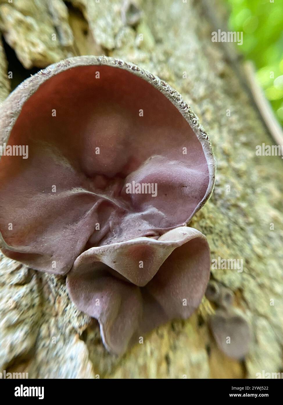 Wood ear fungi (Auricularia Stock Photo - Alamy