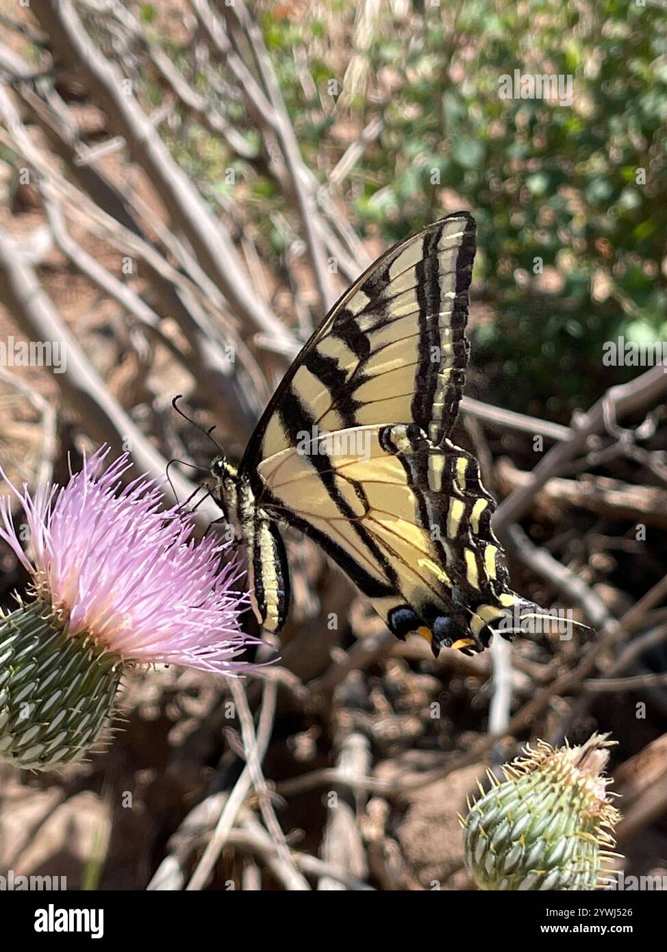 Western Tiger Swallowtail (Papilio rutulus Stock Photo - Alamy
