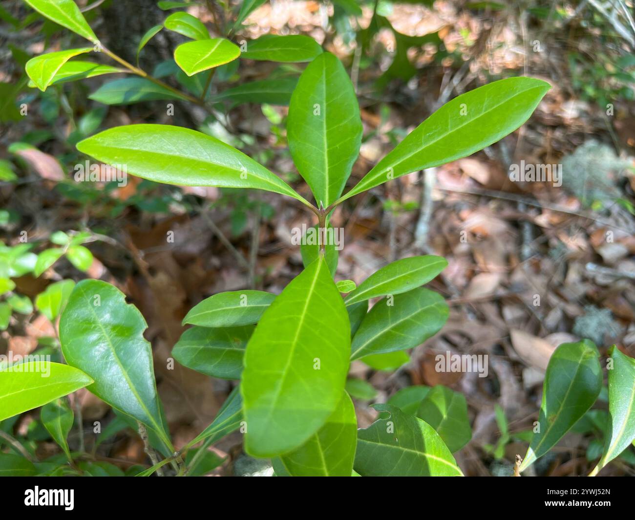 Cartrema hi-res stock photography and images - Alamy