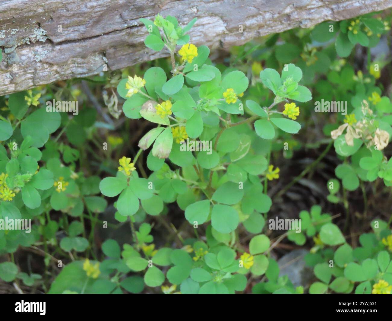Lesser hop trefoil (Trifolium dubium Stock Photo - Alamy