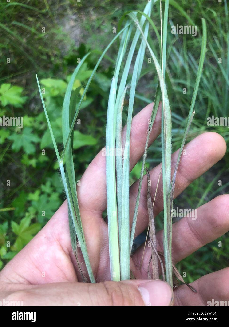 Florida paspalum (Paspalum floridanum Stock Photo - Alamy
