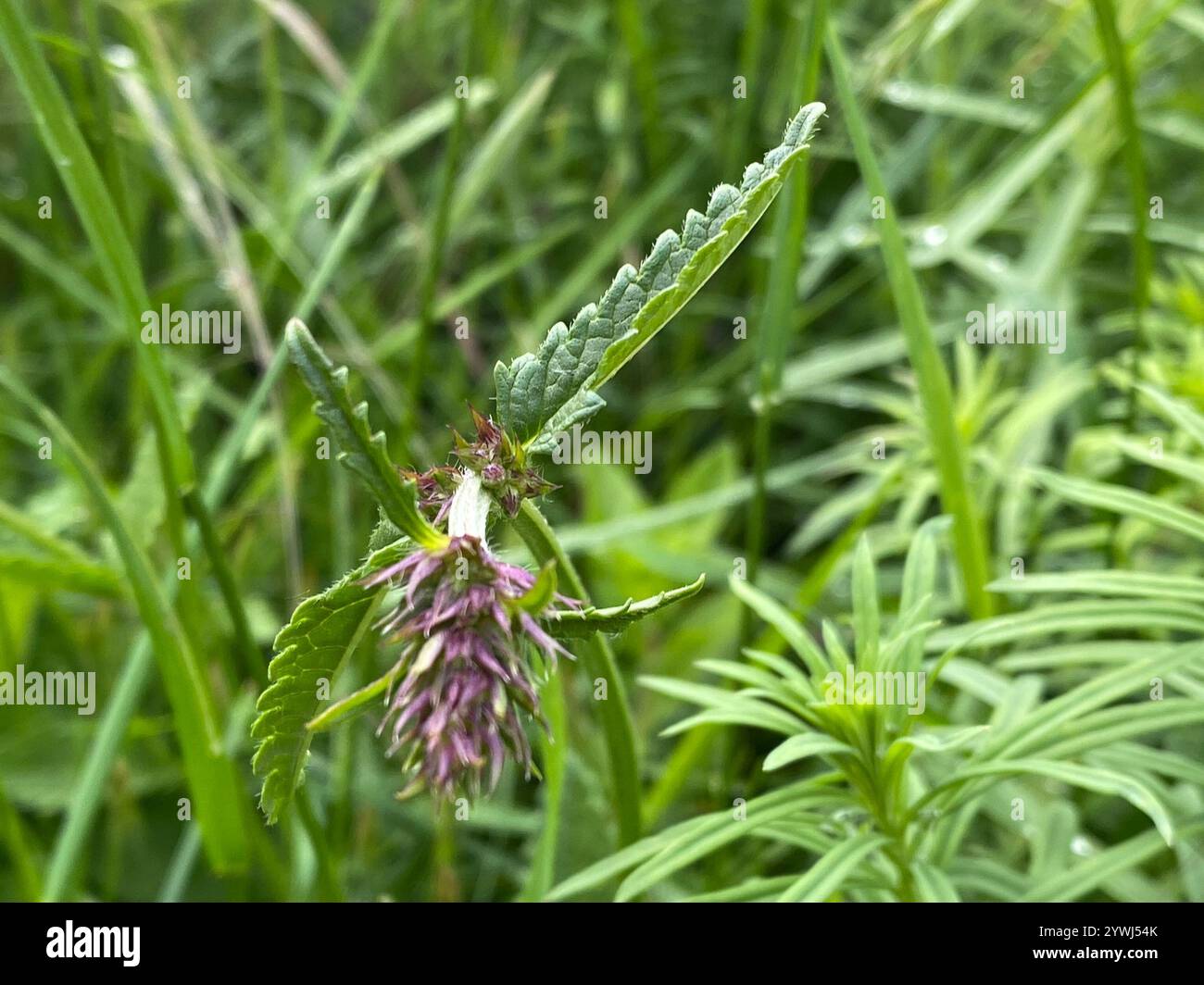 common hedge-nettle (Betonica officinalis Stock Photo - Alamy