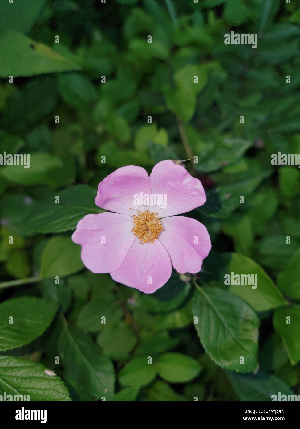climbing prairie rose (Rosa setigera Stock Photo - Alamy