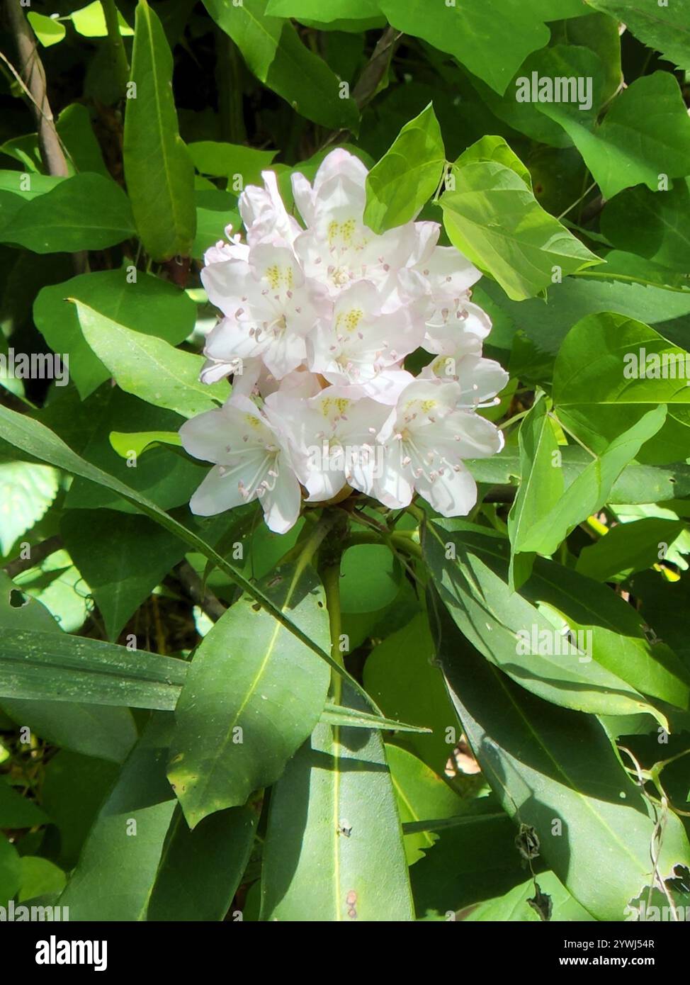 great rhododendron (Rhododendron maximum Stock Photo - Alamy