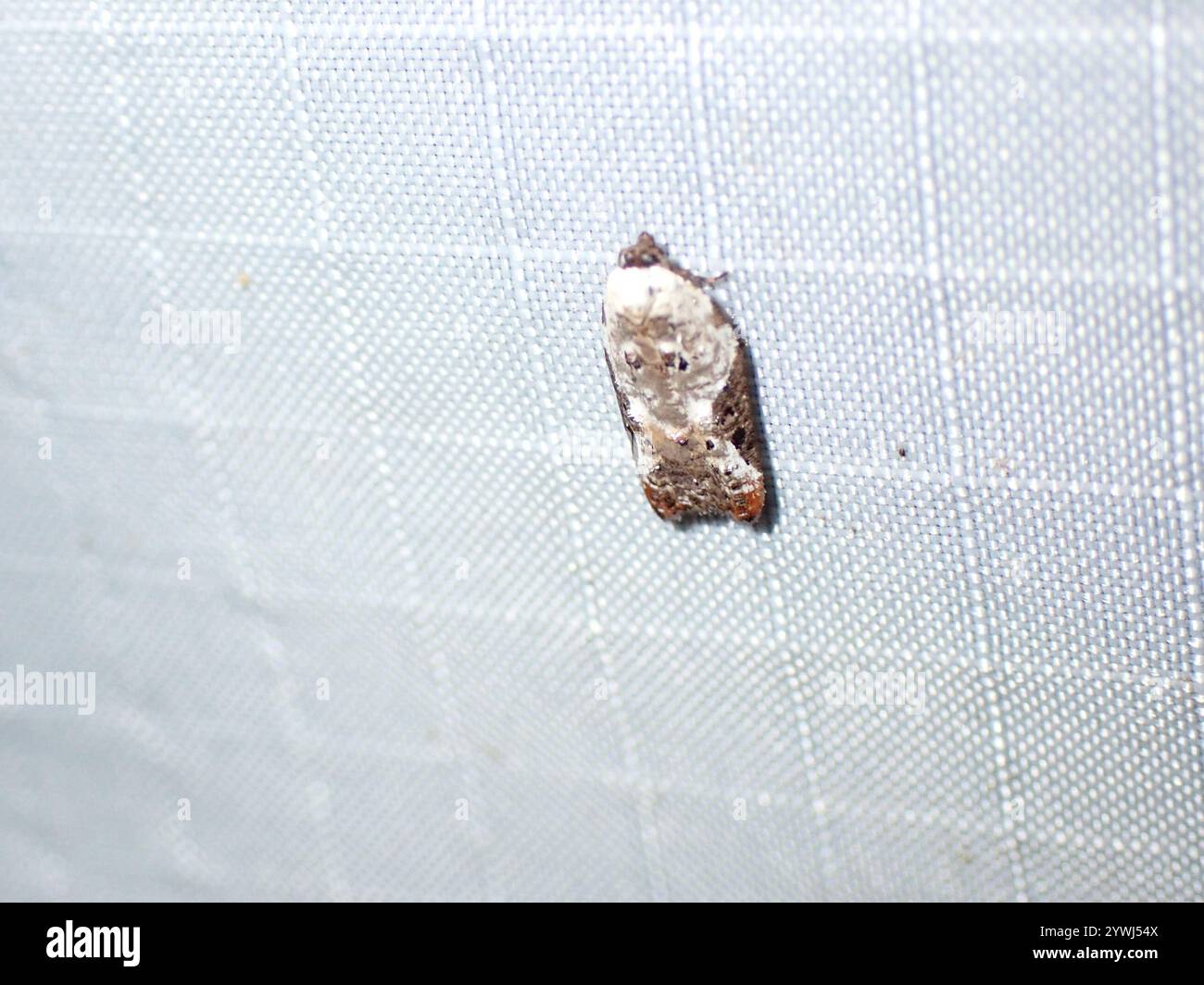 Snowy-shouldered Acleris Moth (Acleris nivisellana Stock Photo - Alamy