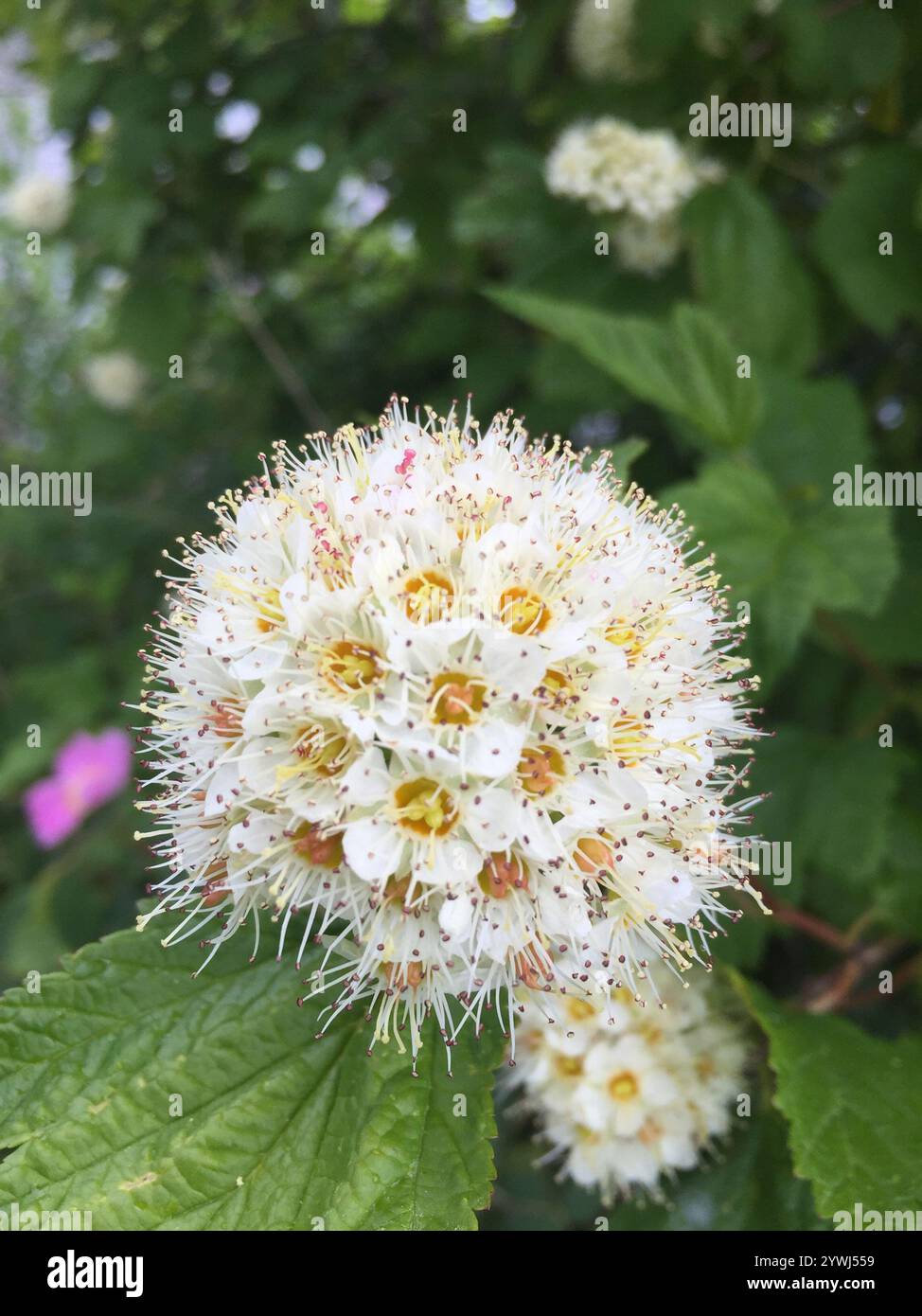 Pacific ninebark (Physocarpus capitatus Stock Photo - Alamy