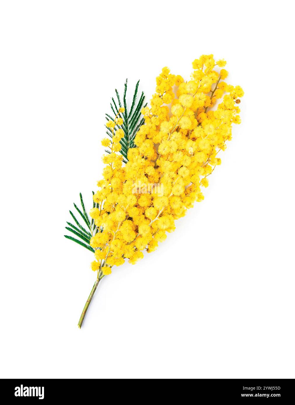 Mimosa plant on white backgrounds Stock Photo - Alamy