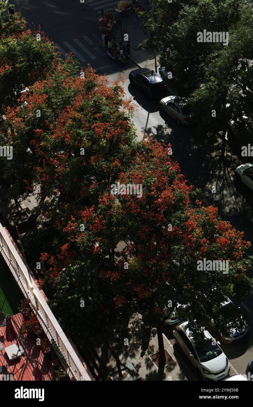 outlook of trees in the street, city landscape from above Stock Photo ...