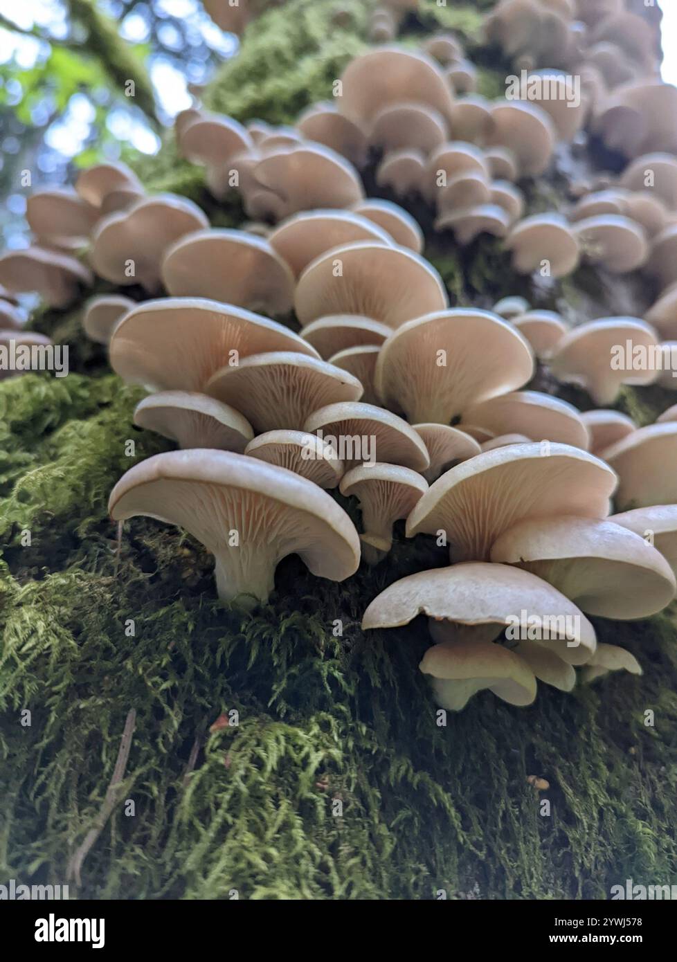 Flat Crep (Crepidotus applanatus Stock Photo - Alamy