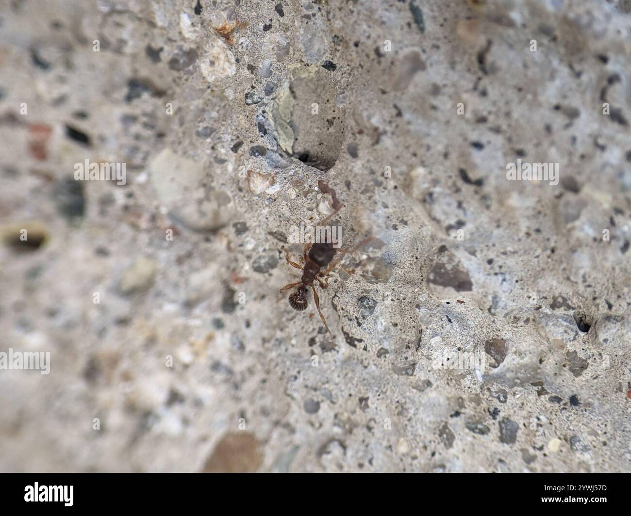 Pavement Ants (Tetramorium caespitum Stock Photo - Alamy