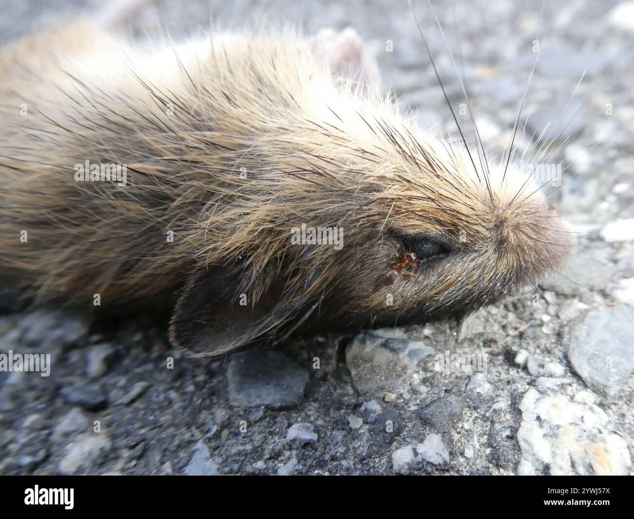 Meadow jumping mouse hi-res stock photography and images - Alamy