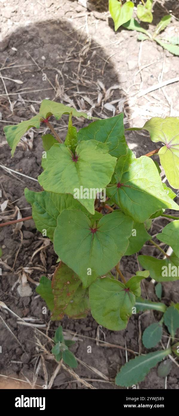 Common Buckwheat (Fagopyrum esculentum Stock Photo - Alamy