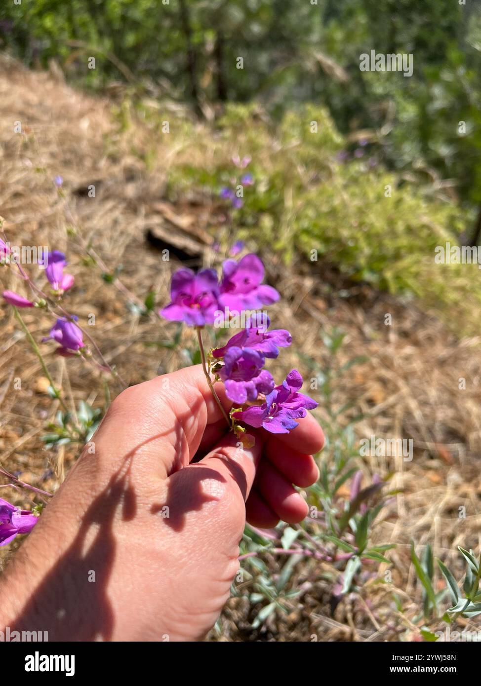 Azure Penstemon (Penstemon azureus Stock Photo - Alamy