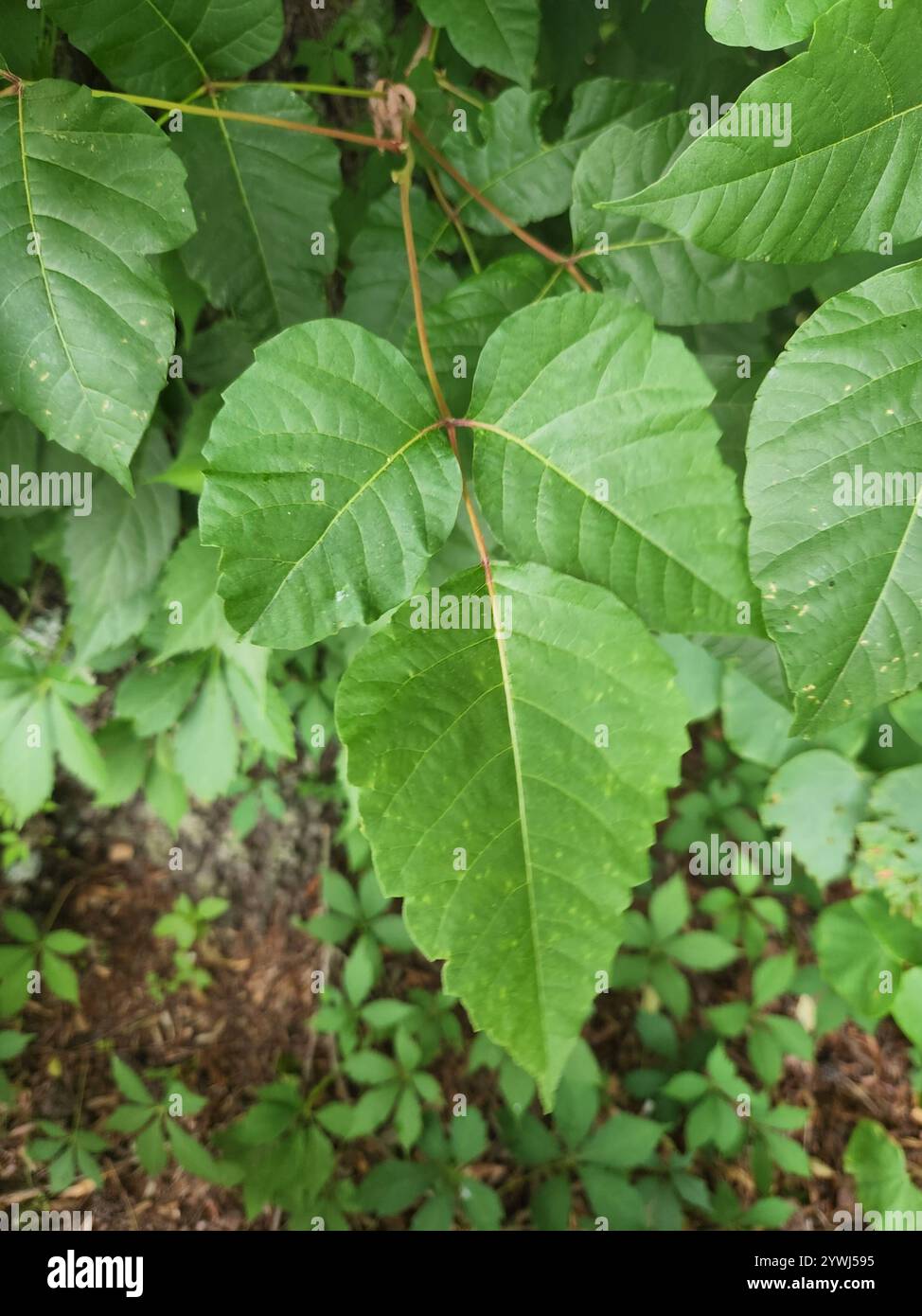 eastern poison ivy (Toxicodendron radicans Stock Photo - Alamy