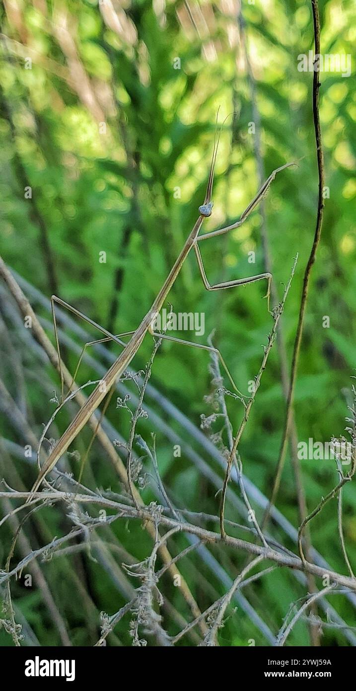Northern Grass Mantis (Brunneria borealis Stock Photo - Alamy