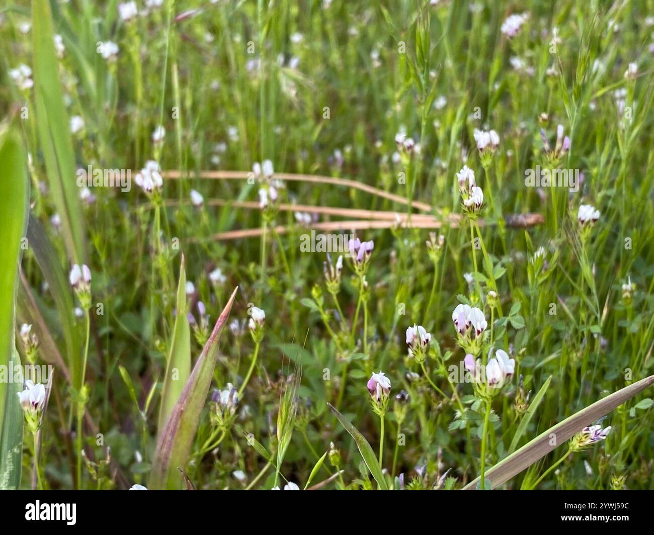 Trifolium variegatum hi-res stock photography and images - Alamy