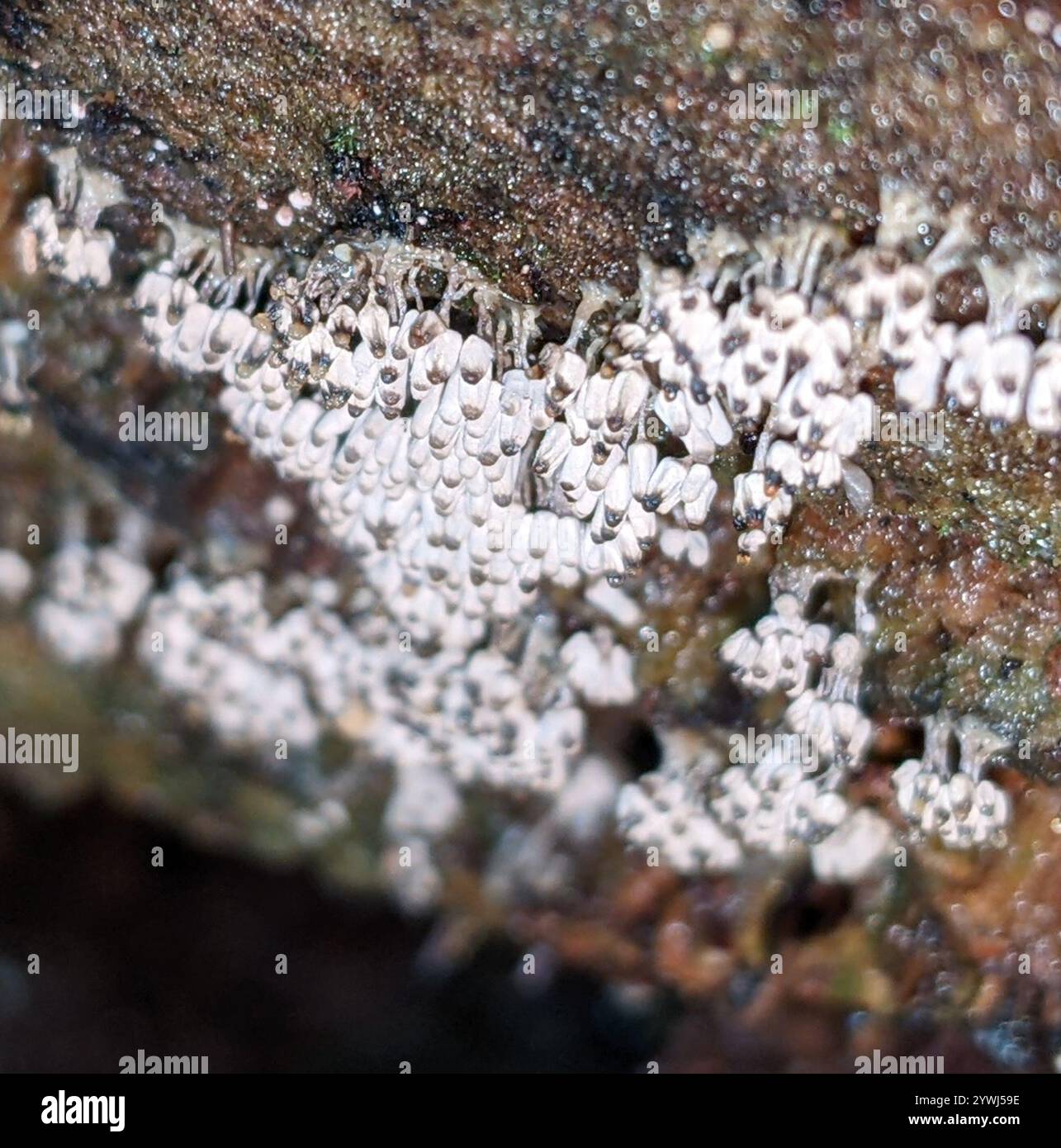 slime molds (Mycetozoa Stock Photo - Alamy