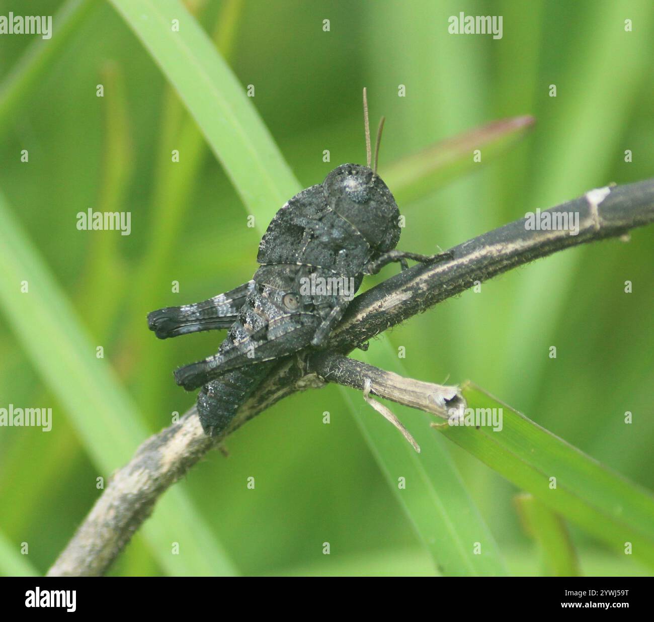 Short-horned Grasshoppers (Acrididae Stock Photo - Alamy