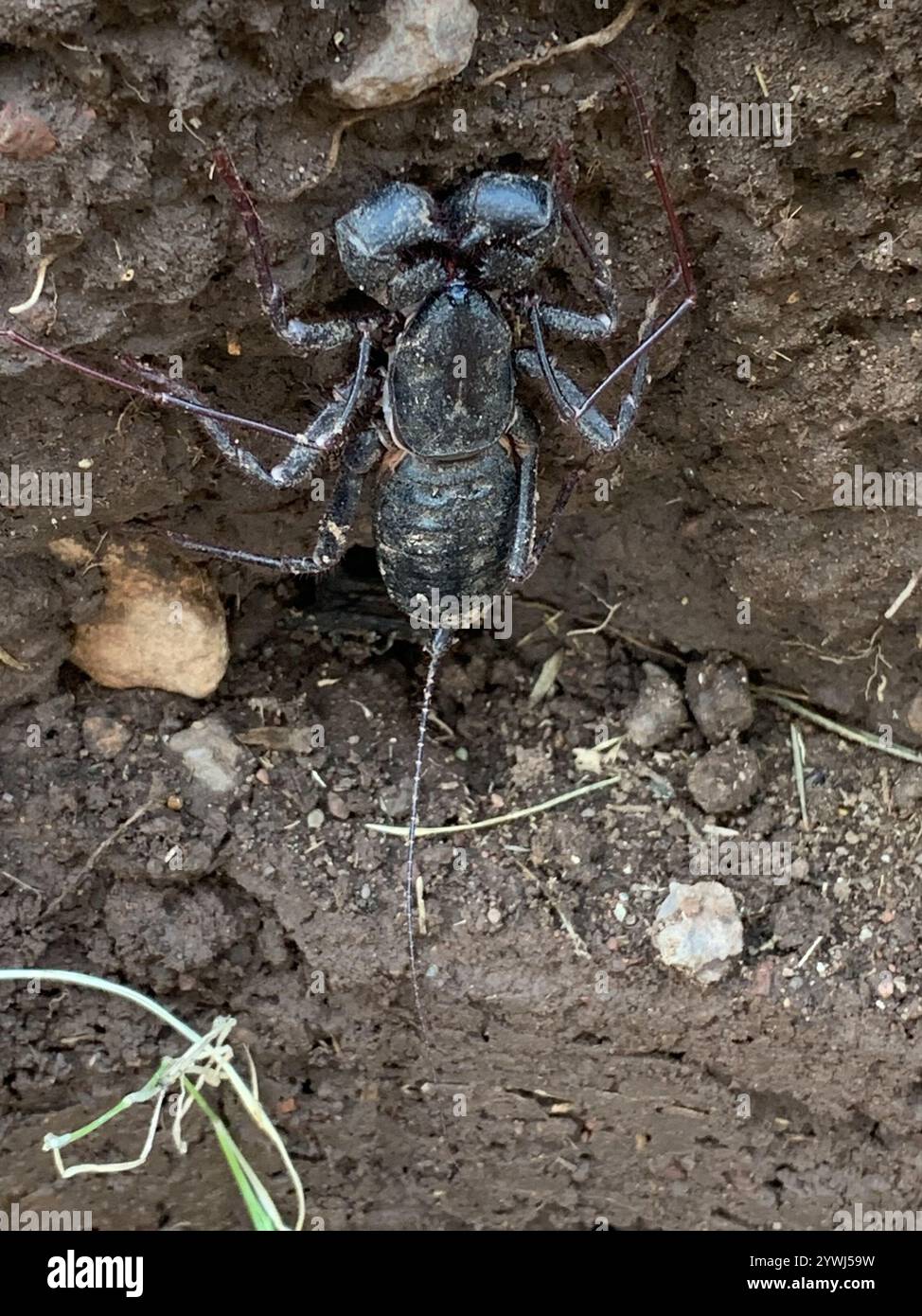 Giant Vinegaroon (Mastigoproctus giganteus Stock Photo - Alamy