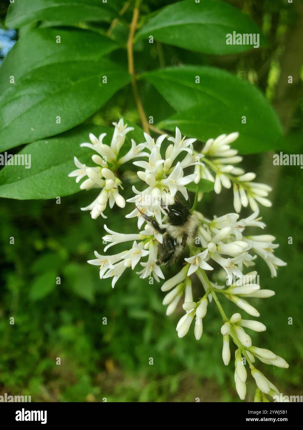 border privet (Ligustrum obtusifolium Stock Photo - Alamy