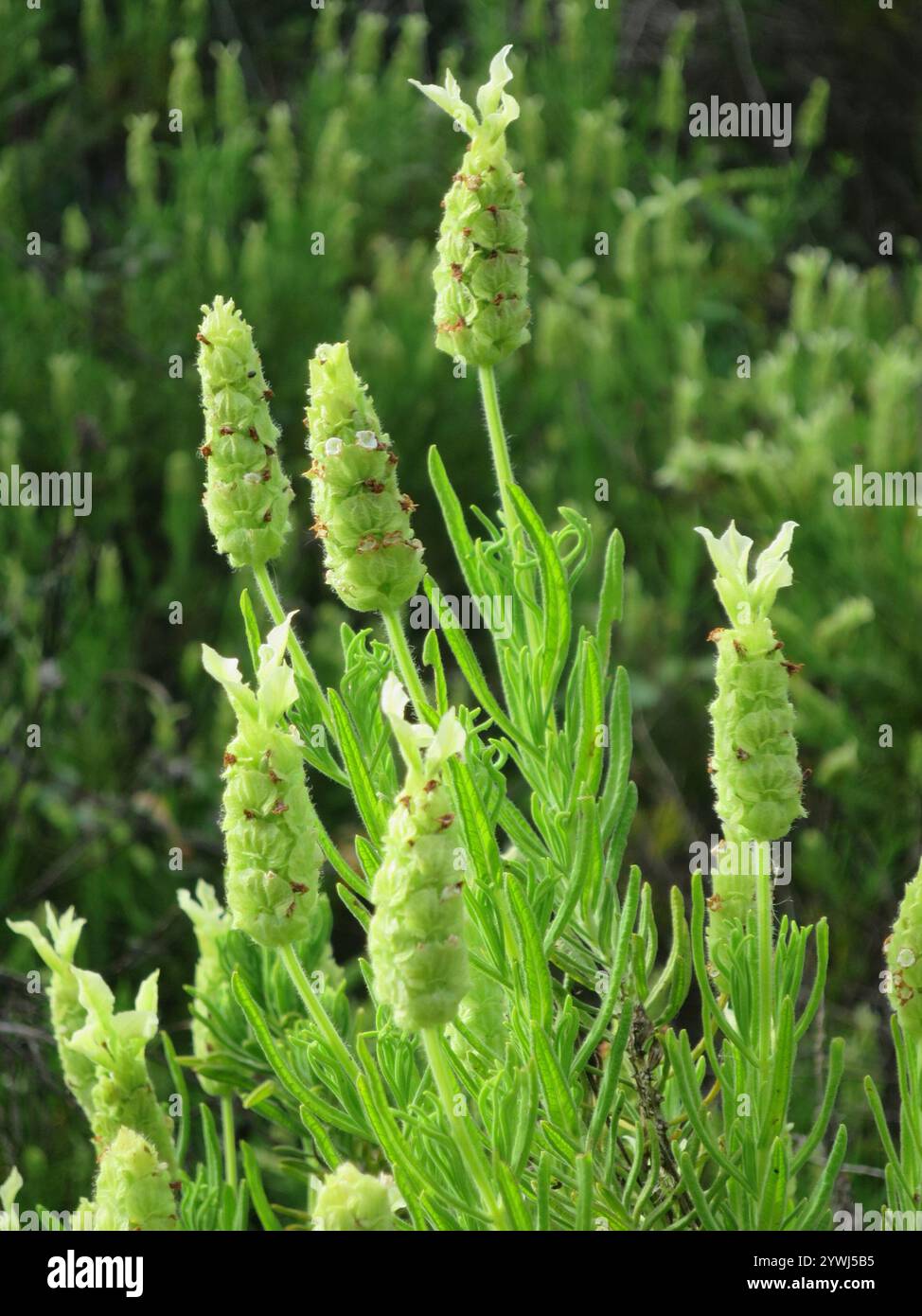 Yellow Lavender (Lavandula viridis Stock Photo - Alamy
