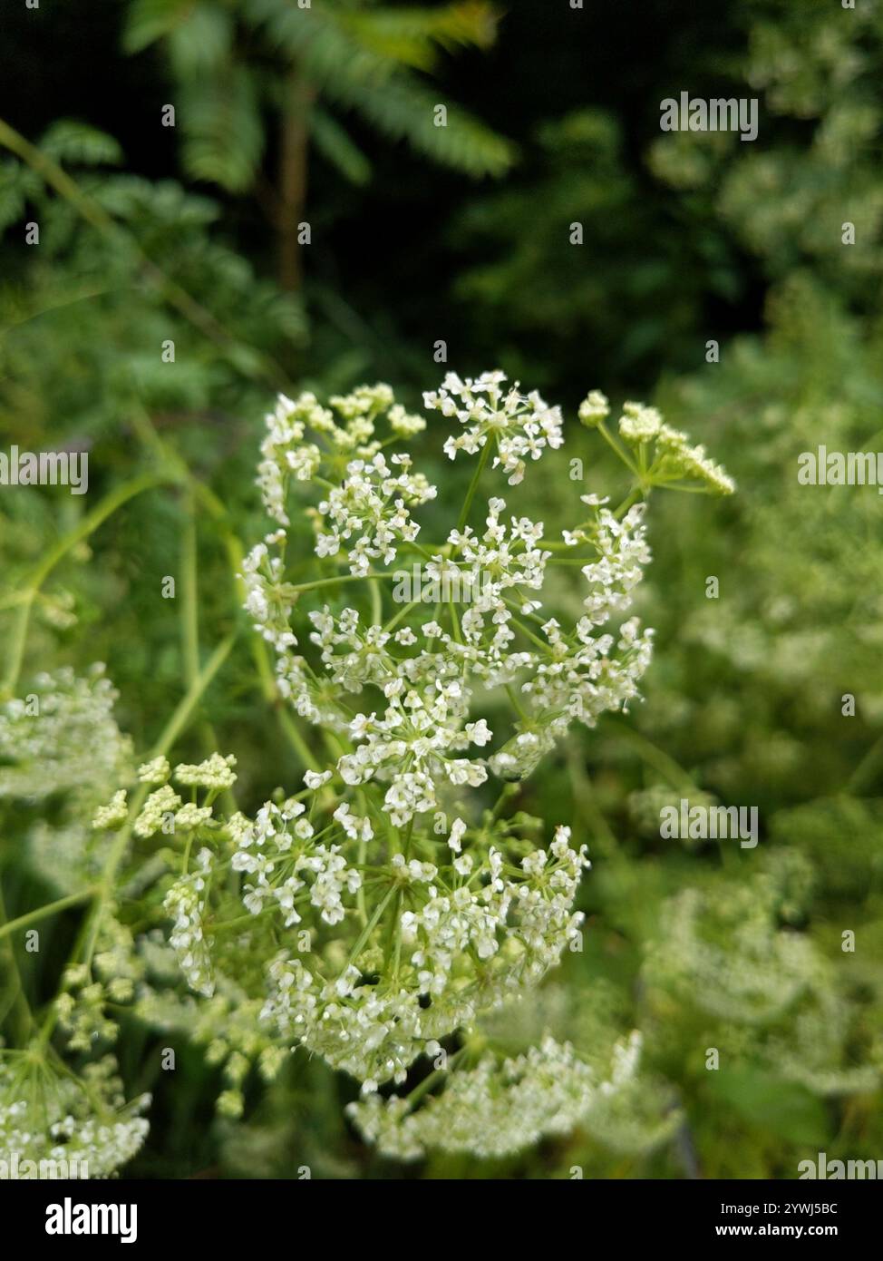 poison hemlock (Conium maculatum Stock Photo - Alamy