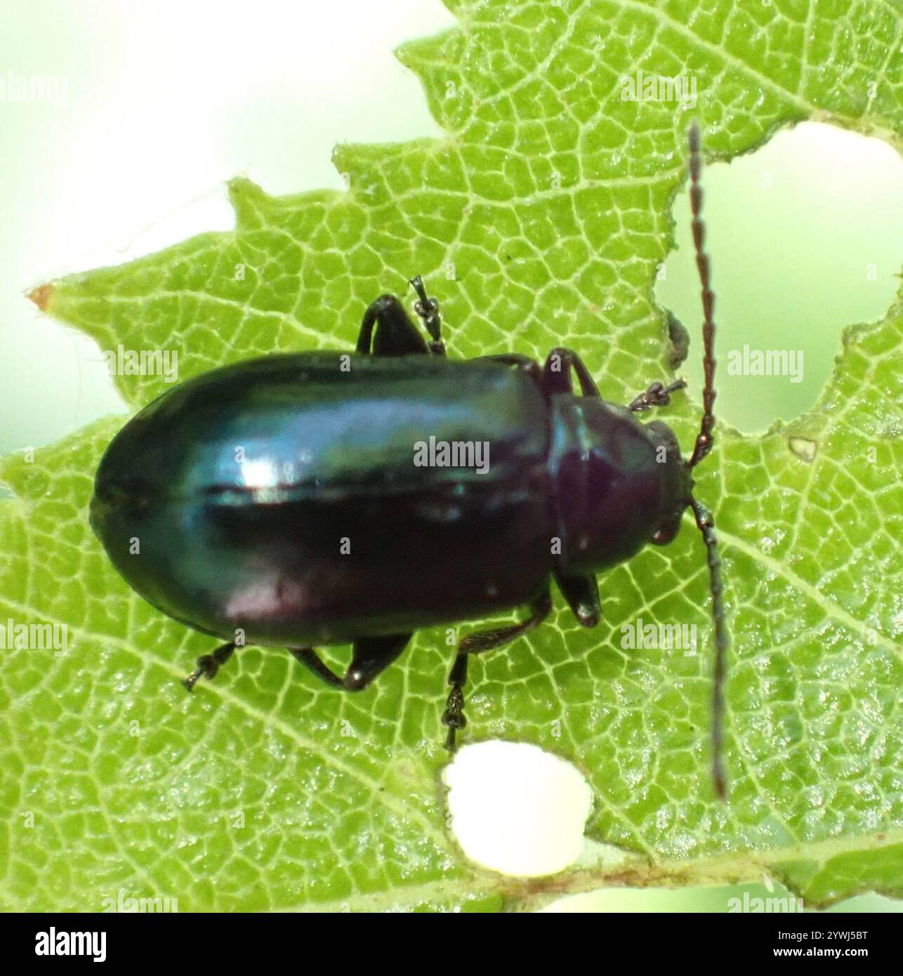 Flea Beetles (Alticini Stock Photo - Alamy