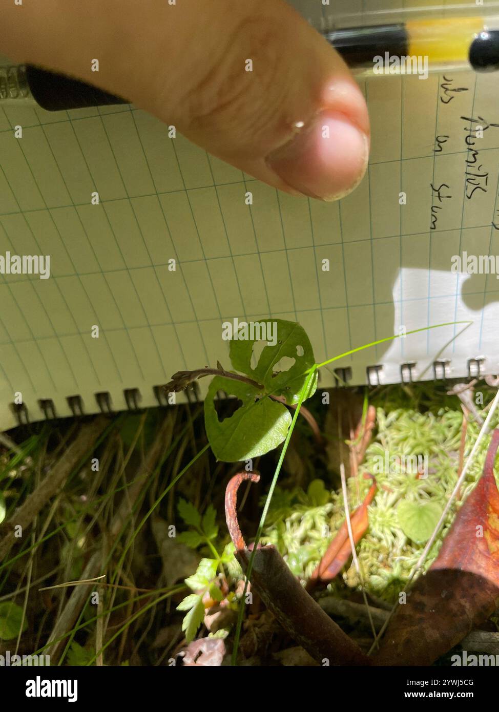 Kidneyleaf hi-res stock photography and images - Alamy