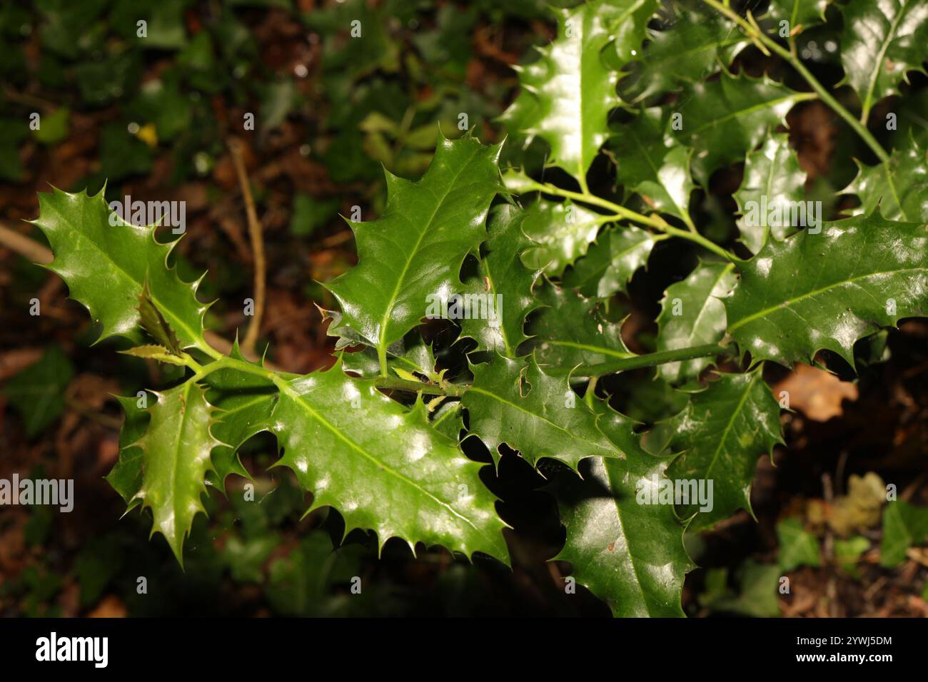 European holly (Ilex aquifolium Stock Photo - Alamy