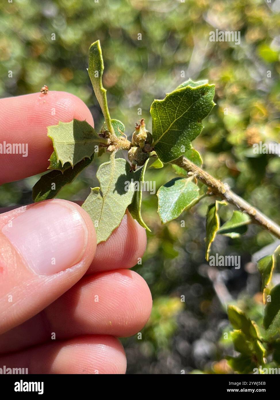 California scrub oak (Quercus berberidifolia Stock Photo - Alamy