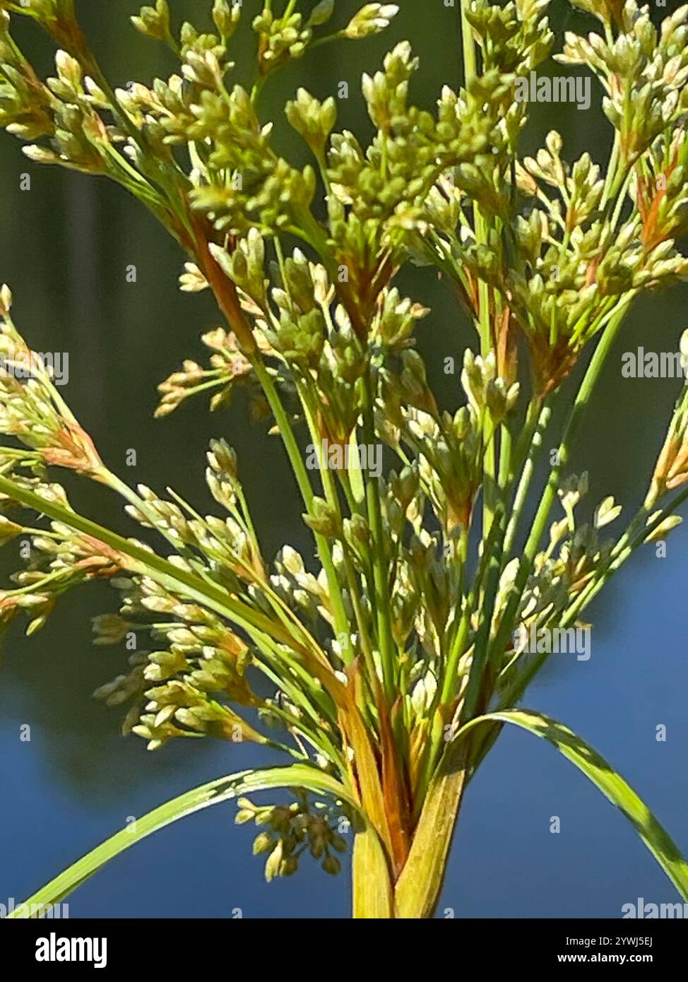 woolgrass (Scirpus cyperinus Stock Photo - Alamy