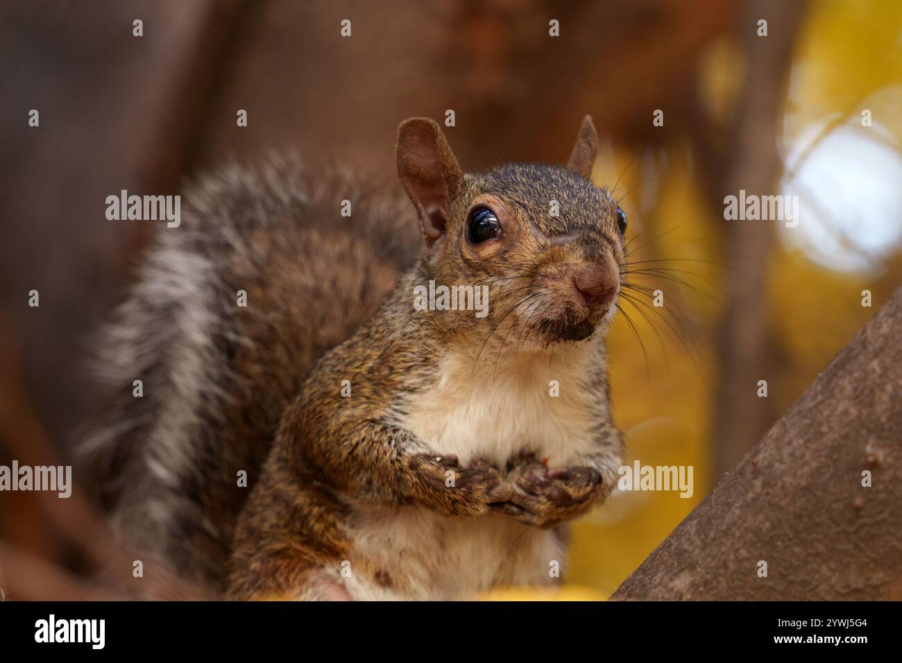 Autumn at Parco Sempione, public park in Milan, Lombardy, Italy: a ...