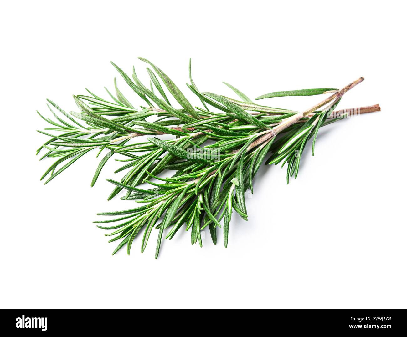 Rosemary herbs fragrant on white backgrounds. Healthy food ingredient ...