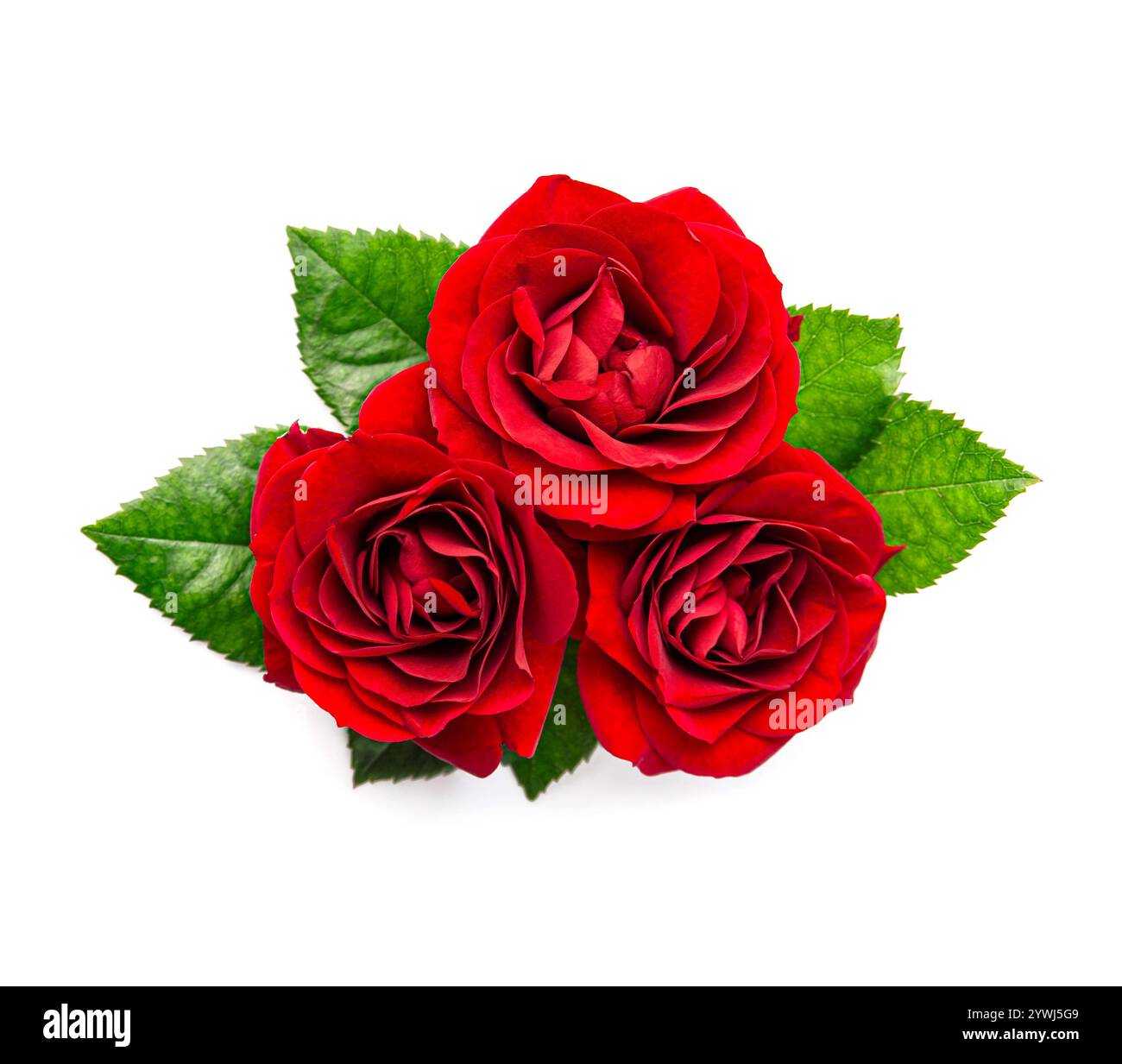 Love rose Cut Out Stock Images & Pictures - Alamy