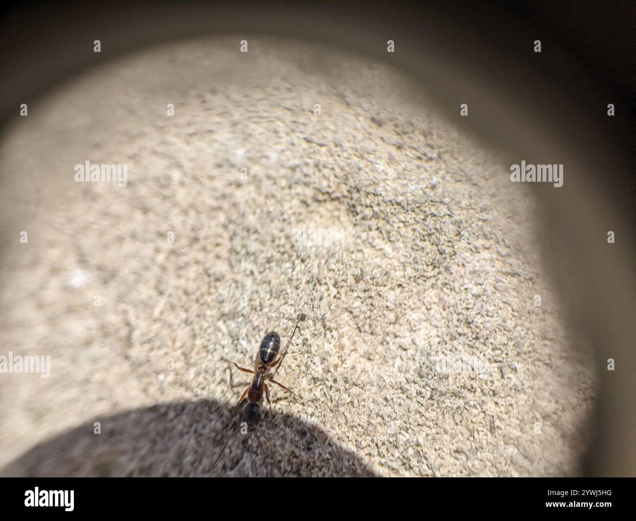 Nearctic Carpenter Ant (Camponotus nearcticus Stock Photo - Alamy