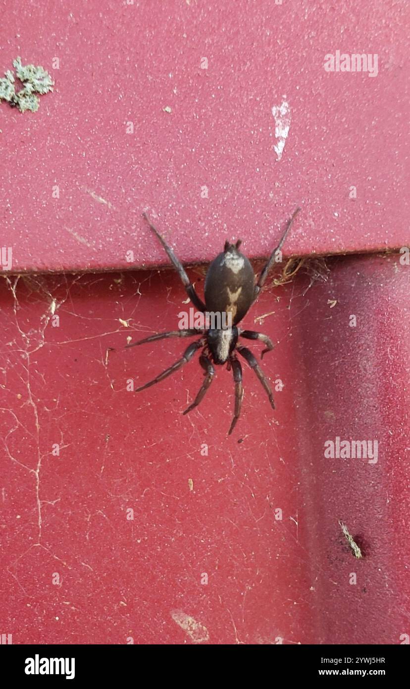 Eastern Parson Spider (Herpyllus ecclesiasticus Stock Photo - Alamy