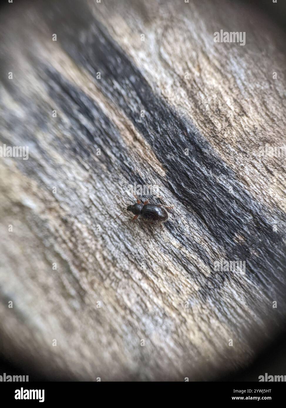 Hairy Spider Weevil (Barypeithes pellucidus Stock Photo - Alamy